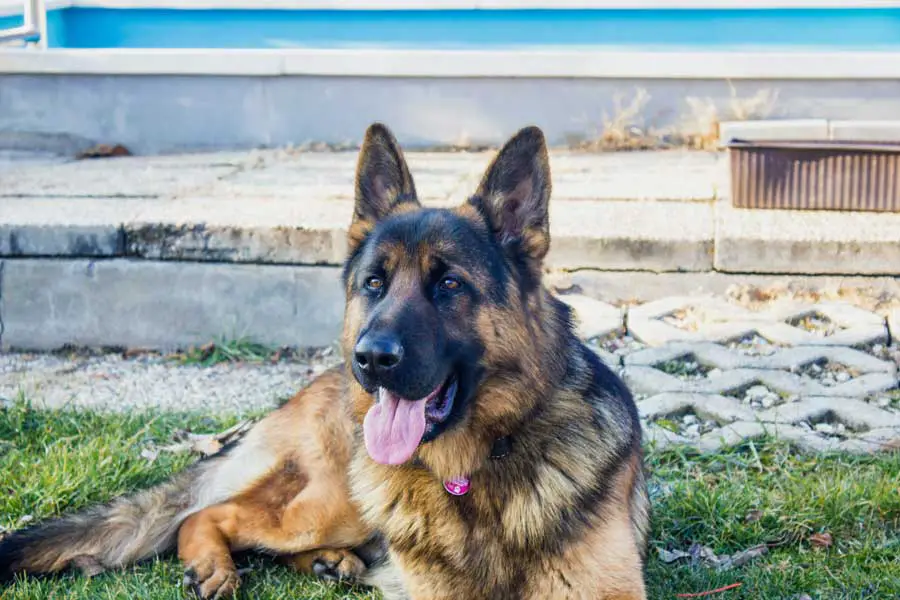Can German Shepherds Live Outside? - AtractivoPets