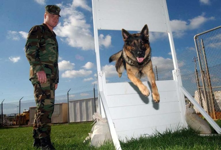 How High Can German Shepherds Jump AtractivoPets