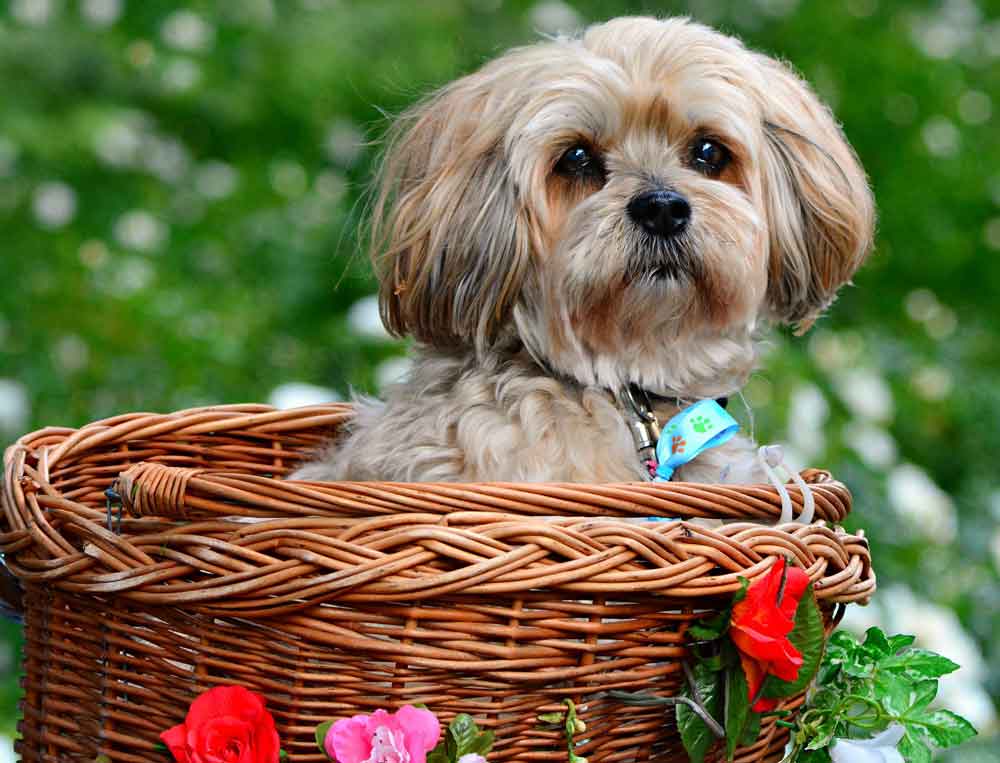 Are Lhasa Apsos Hypoallergenic AtractivoPets Are Lhasa Apsos Hypoallergenic AtractivoPets