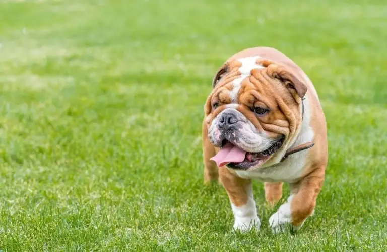 English Bulldog Breed Information And Personality Traits - AtractivoPets