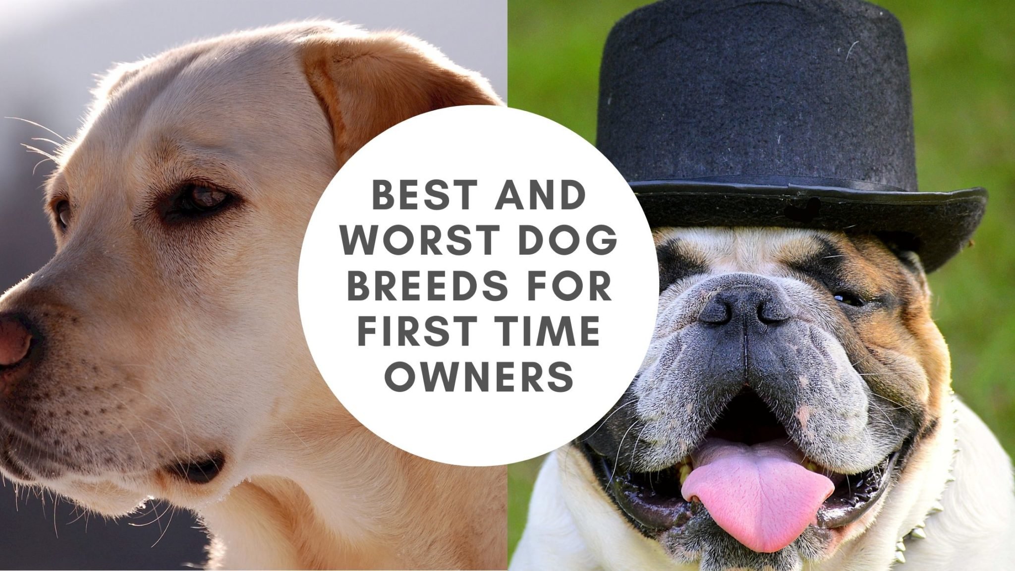 9 Best And Worst Dog Breeds For First-Time Owners - AtractivoPets