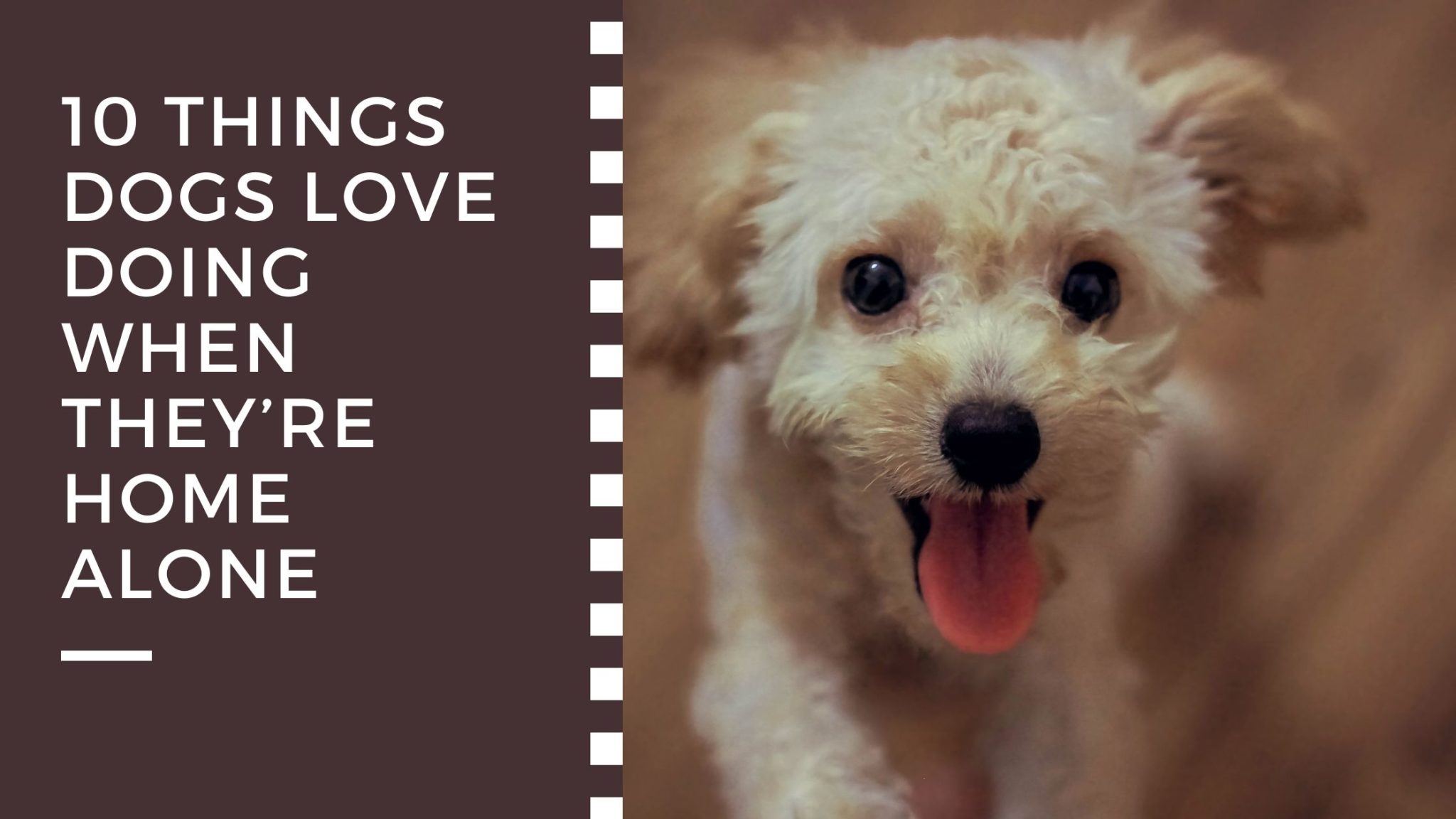 10 Things Dogs Love Doing When They’re Home Alone - AtractivoPets