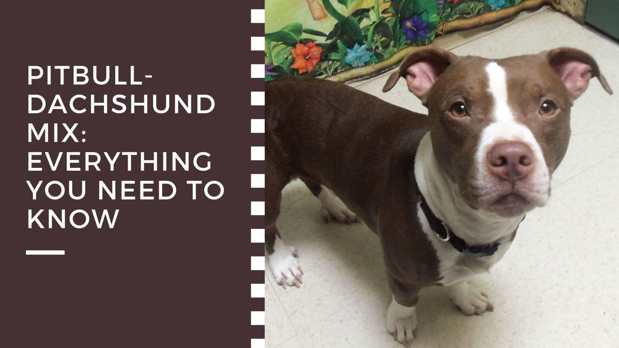 Pitbull-Dachshund Mix: Everything You Need To Know - AtractivoPets