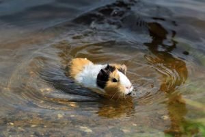 Can Guinea Pigs Swim? - AtractivoPets
