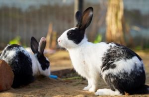 How Do Rabbits See The World? [Rabbit’s Vision!] - AtractivoPets