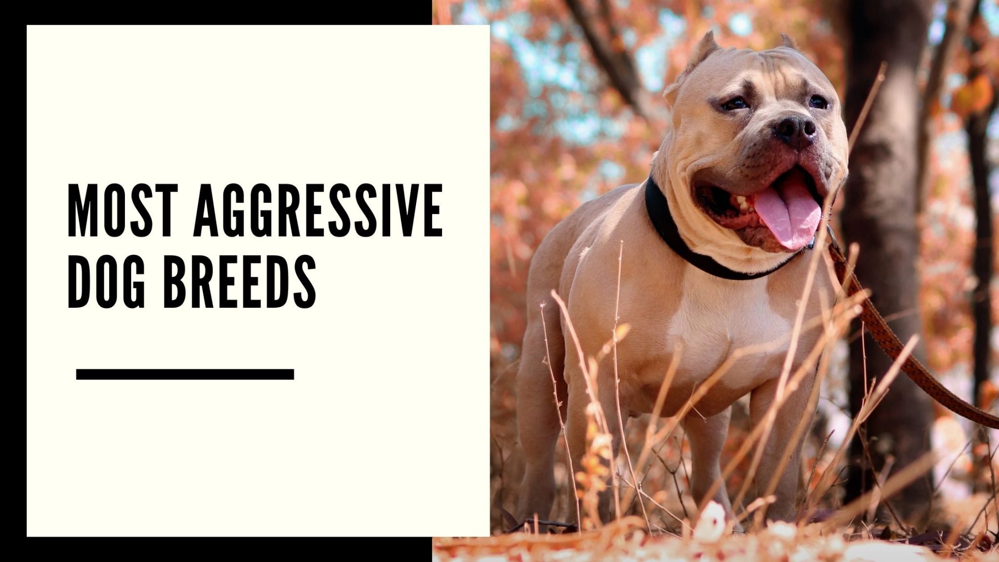 12 Most Aggressive Dog Breeds - AtractivoPets