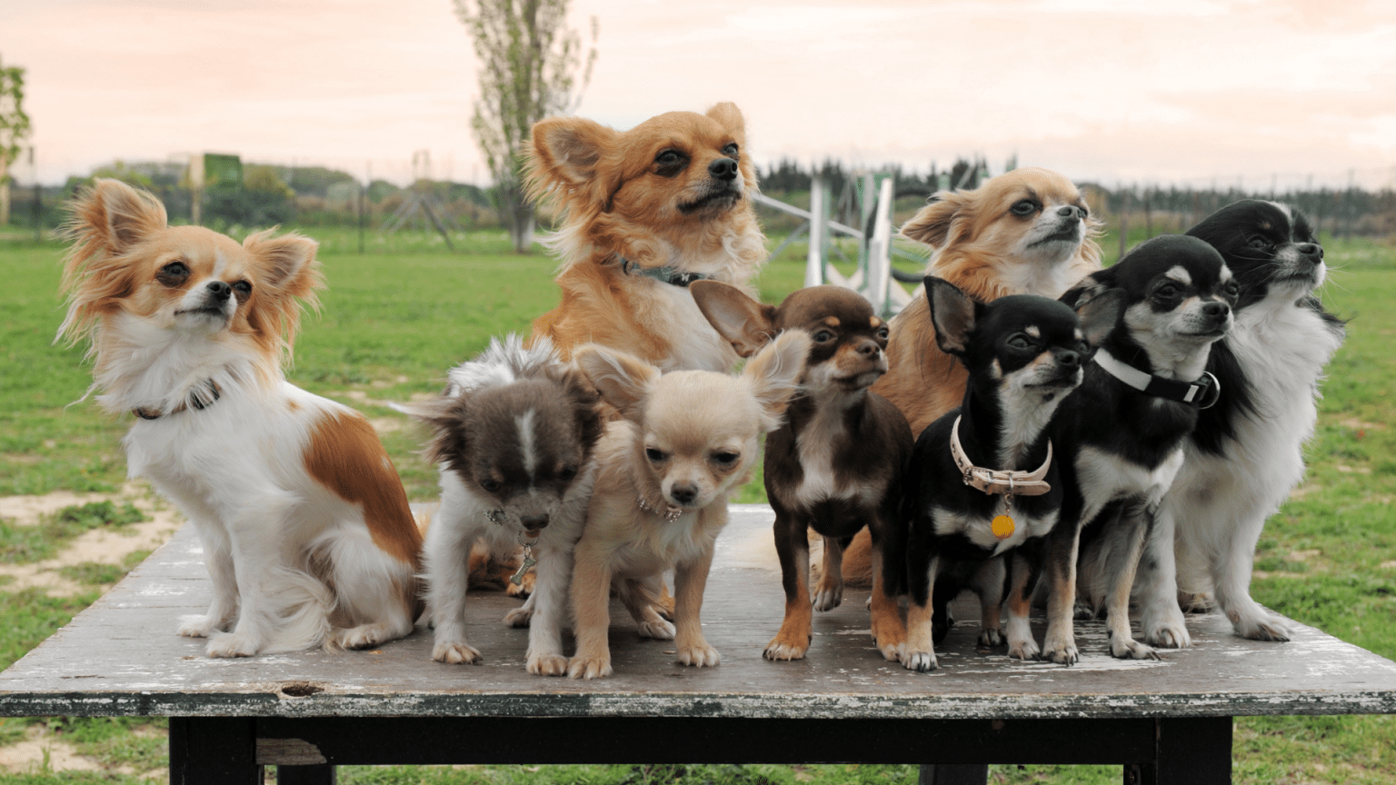 Different Types of Chihuahuas: What You Must Know! - AtractivoPets