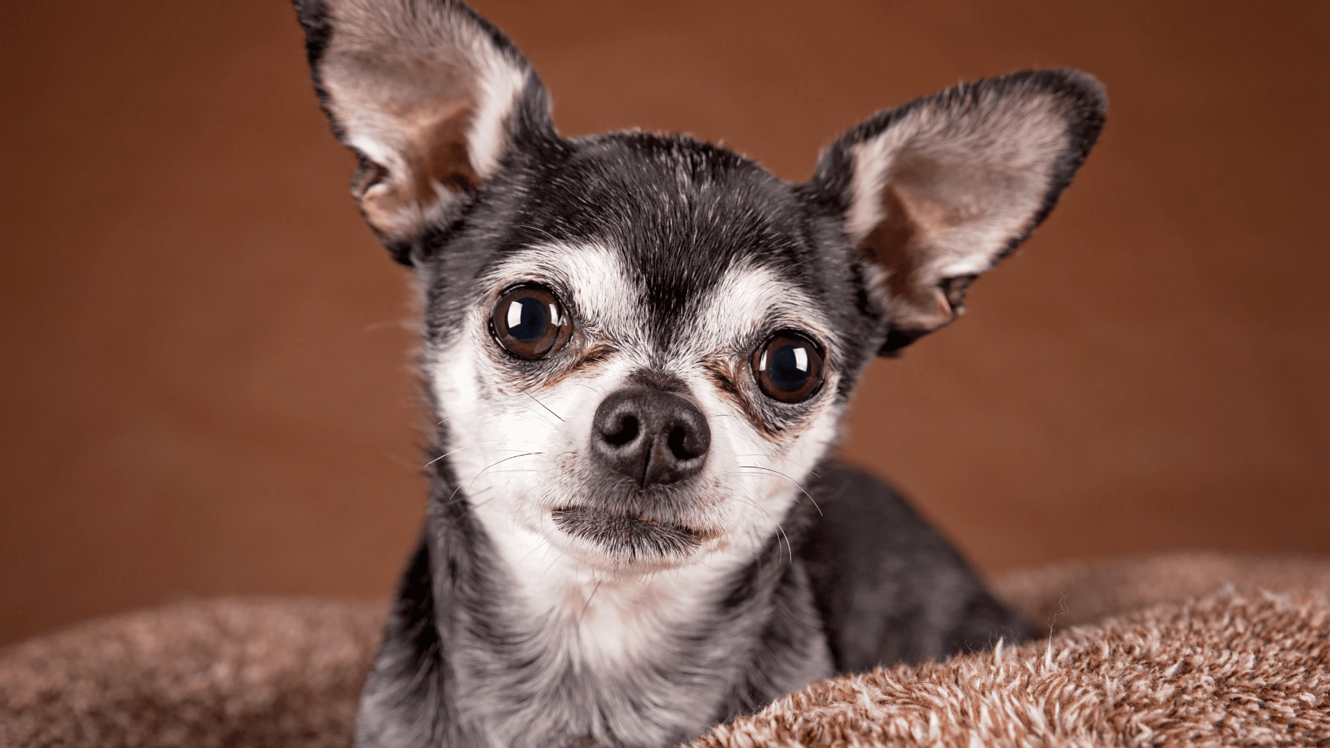 Different Types of Chihuahuas: What You Must Know! - AtractivoPets