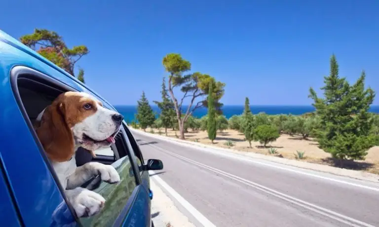 18 Things Beagles Like to Do - AtractivoPets