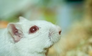 All About Hamster Eye Health - Common Issues & Signs - AtractivoPets