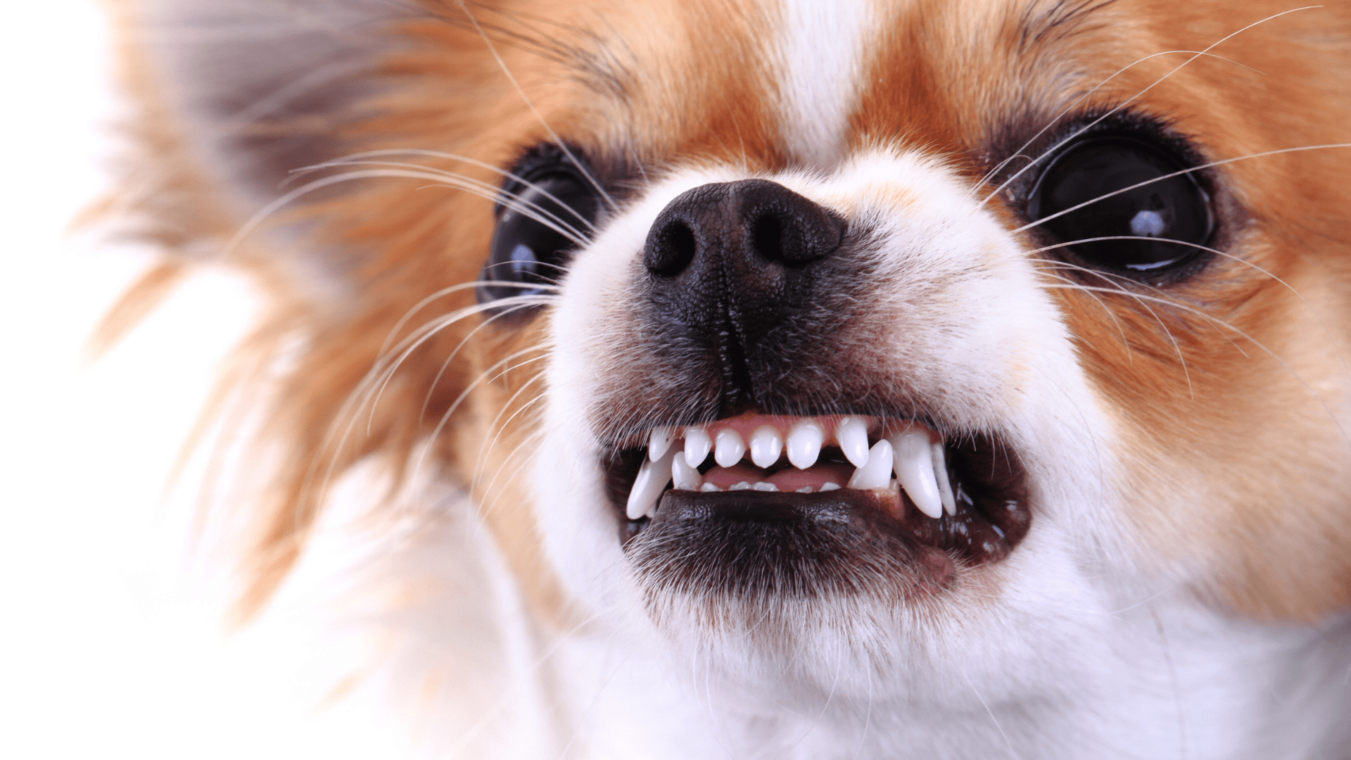 How to Stop a Chihuahua from Biting [Training Tips] - AtractivoPets