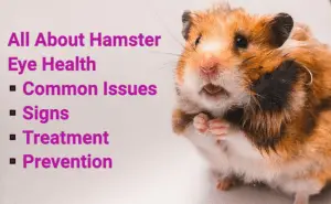 All About Hamster Eye Health - Common Issues & Signs - AtractivoPets