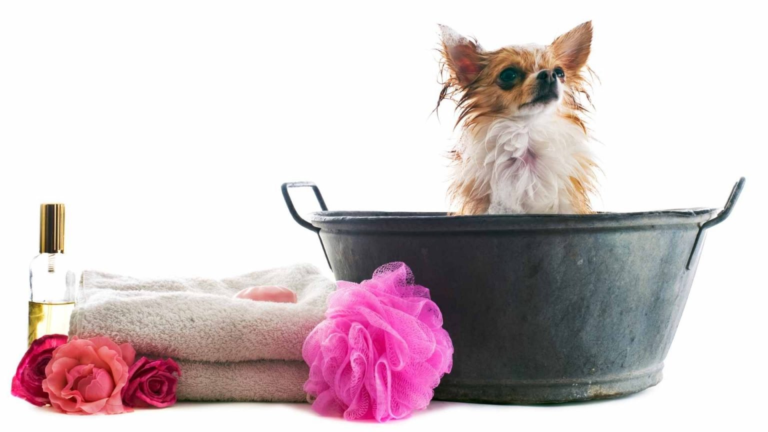 How Often Should You Bathe Your Chihuahua