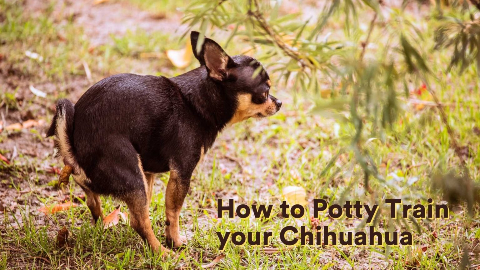 How to Potty Train Your Chihuahua [Training Guide!] - AtractivoPets