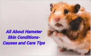 All About Hamster Skin Conditions- Causes and Care Tips - AtractivoPets