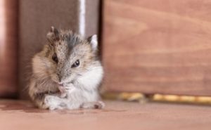 All About Hamster Skin Conditions- Causes and Care Tips - AtractivoPets