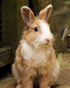 How Do Rabbits See The World? [Rabbit’s Vision!] - AtractivoPets