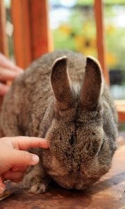 Are Pet Rabbit Bites Dangerous? - AtractivoPets