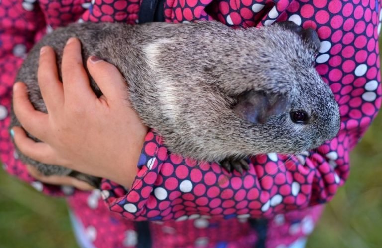 Why Do Guinea Pigs Nudge You? - AtractivoPets