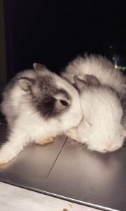 Why Do Rabbits Attack Each Other? - AtractivoPets