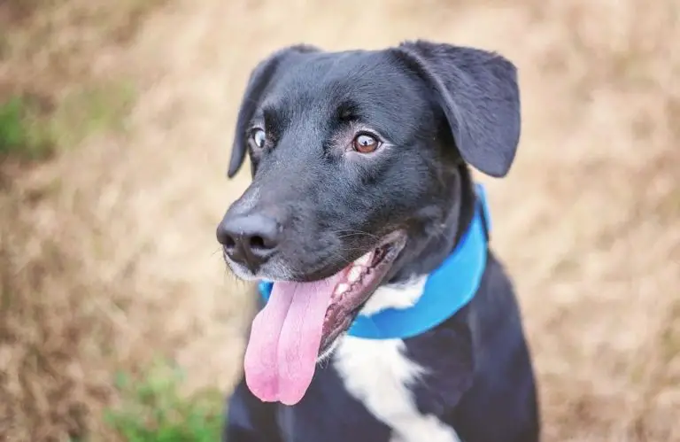 Why Does My Black Lab Have A White Chest? A Guide To Unusual Labrador ...