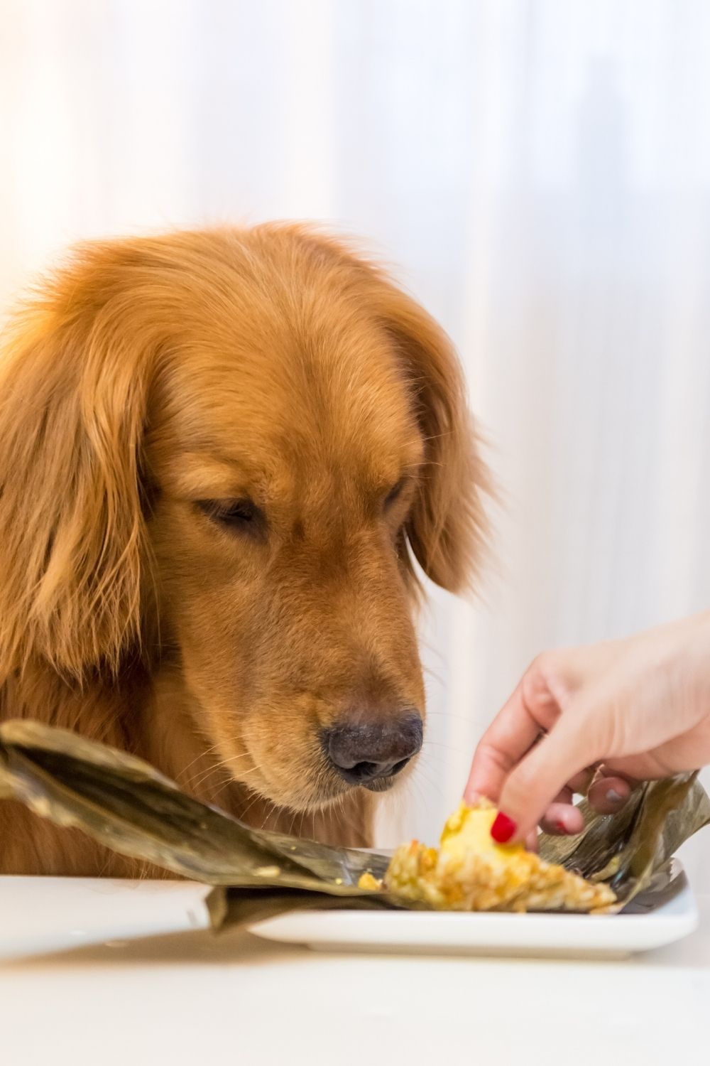 Can Golden Retrievers Eat Chicken? (Here is The Answer!) - AtractivoPets