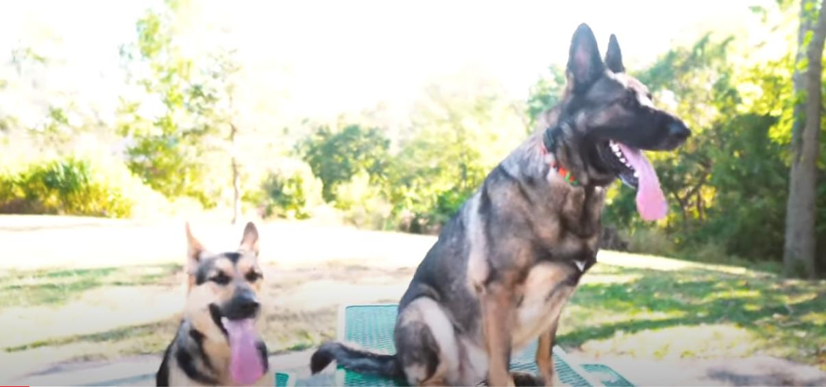 Do German Shepherds Need A Lot Of Exercise AtractivoPets Do German Shepherds Need A Lot Of Exercise AtractivoPets