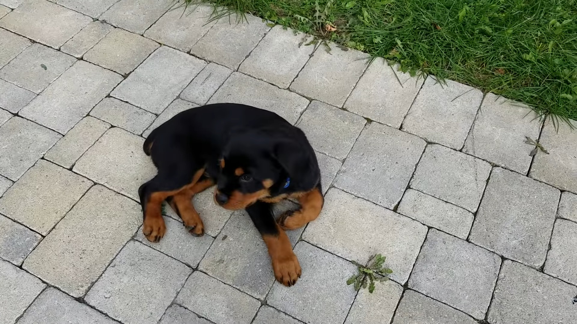 Do Rottweiler Puppies Have Tails? (Things You Should Know Canine Tail ...