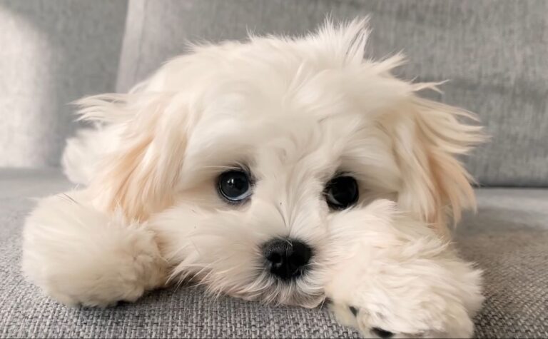 Why Do Maltese Eyes Stain? (Answered) - AtractivoPets