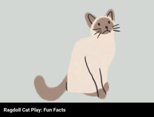 Understanding Ragdoll Cat Play Behavior - Fun Facts About Feline Play ...