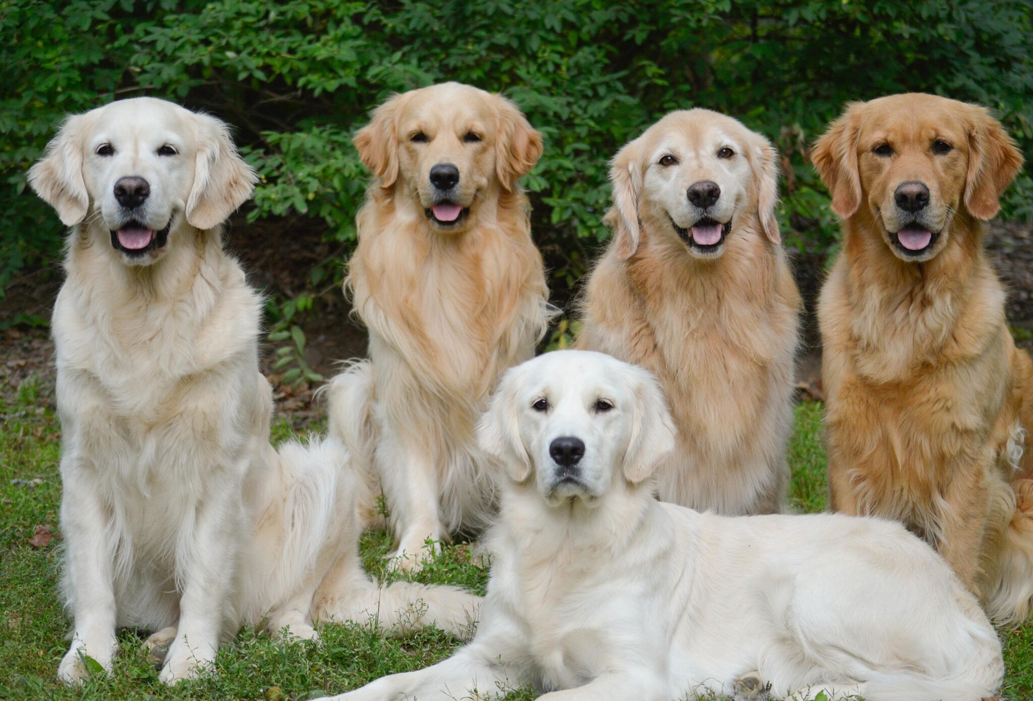 The History And Origin Of The Golden Retriever Breed - AtractivoPets