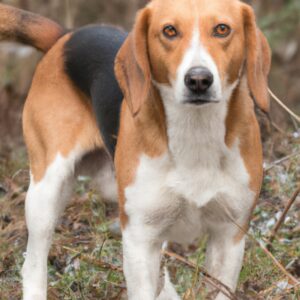 What Are The Different Coat Types Of English Foxhounds? - AtractivoPets