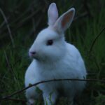 How Long Do Lop Rabbits Live? Discover their lifespan! - AtractivoPets