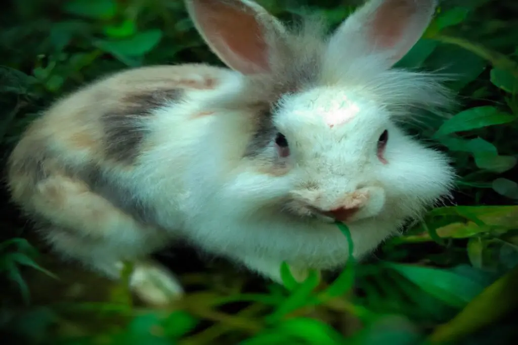 How Many Toes Do Rabbits Have? Fun fact! - AtractivoPets