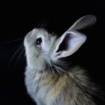 How Deep Do Rabbits Burrow? The Burrow Exploration - AtractivoPets